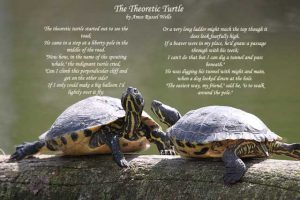 11 Best Poems About Turtles By Famous Poets | Animals Poems