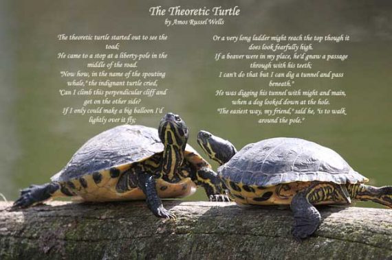 11 Best Poems About Turtles By Famous Poets | Animals Poems