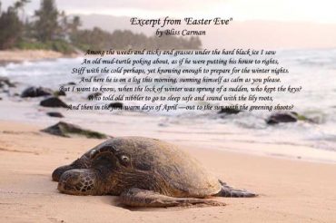 11 Best Poems About Turtles By Famous Poets | Animals Poems