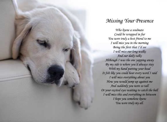 10 Short Loss of A Dog Poems | Pet Lose Quotes & Poems