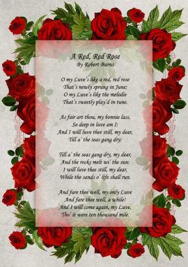 20 Short Poems About Roses Love, Life, Death & Friendship