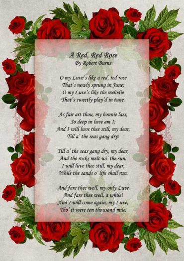 20 Short Poems About Roses Love, Life, Death & Friendship