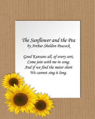 20 Short Sunflowers Poems, Quotes About Love and Life