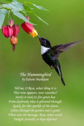 15 Hummingbirds Poems, Quotes To Inspire Joy & Happiness