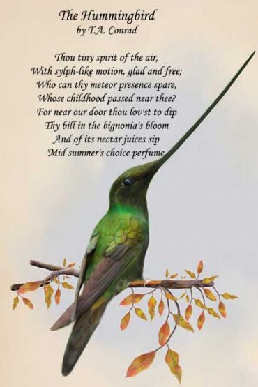 15 Hummingbirds Poems, Quotes To Inspire Joy & Happiness